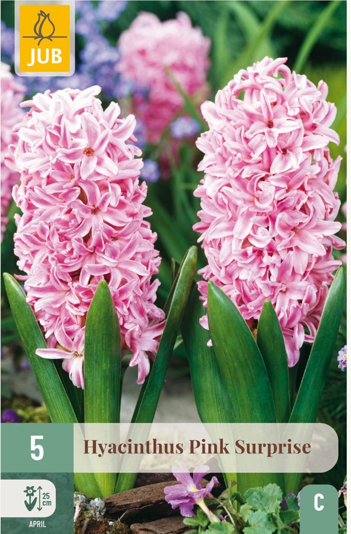 Jacinthe Pink Surprise - Hyacinthus acheter ? Livraison rapide et prix ...