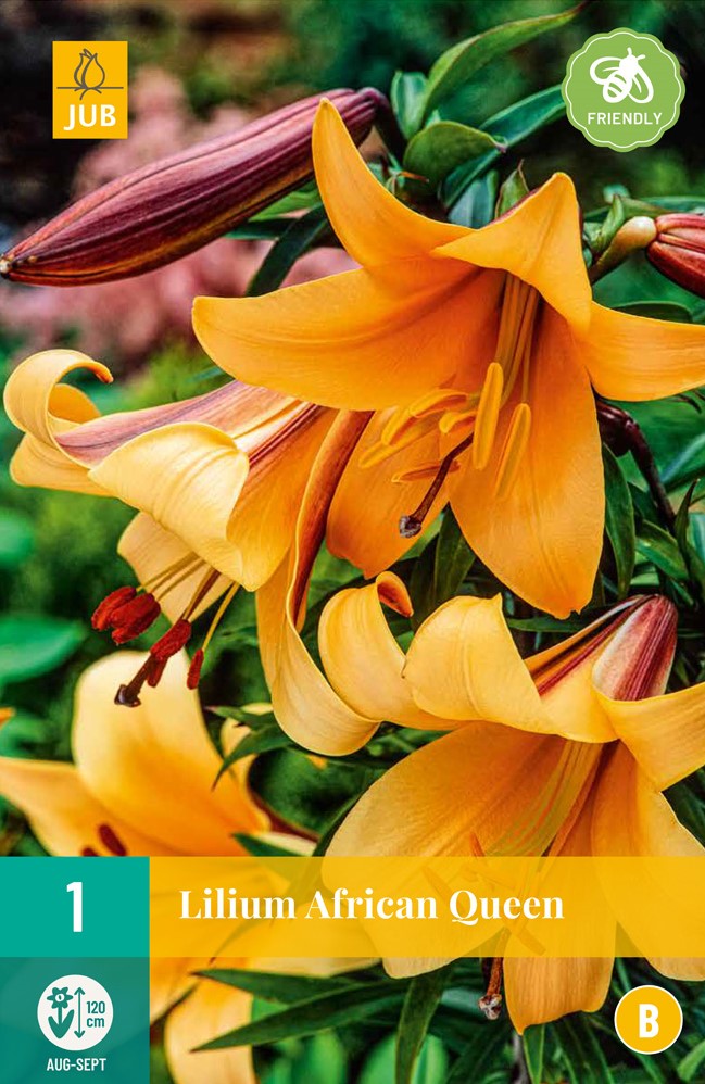 Lis African Queen - Lilium trumpet acheter? Livraison rapide et prix ...