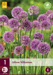 Acheter Allium? Achat Bulbe Allium Giganteum ici!