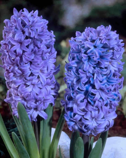 Jacinthe Delft Bleu (Blue Jacket) - Hyacinthus acheter ? Livraison ...