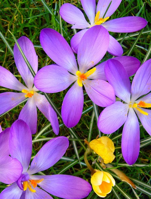 Saffraan krokus - Crocus sativus Les Bulbes a Fleurs