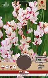 Bulbes de Printemps? Achat votre fleurs de printemps ici!