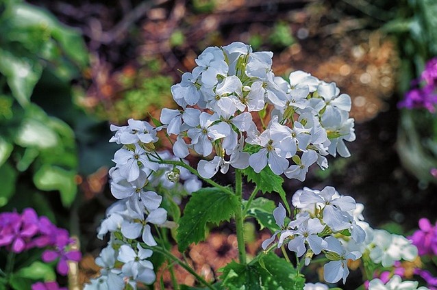 Geranium Sanguineum Album - Géranium acheter ? Livraison rapide et prix ...