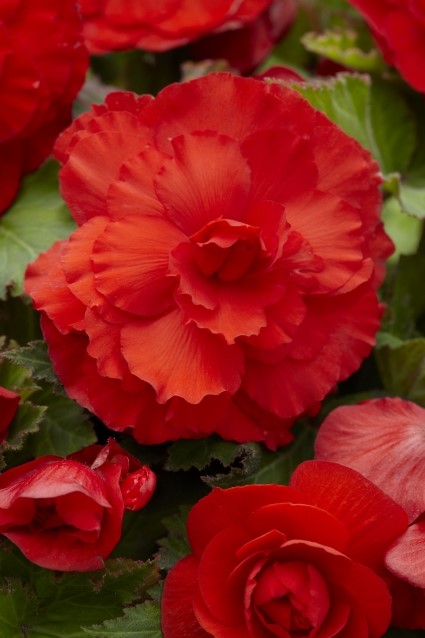 Begonia F1 Superba Rouge acheter ? Livraison rapide et prix attractifs ...