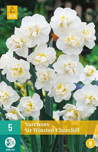 Narcis Sir Winston Churchill - Narcissus Les Bulbes a Fleurs