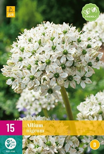 Allium Nigrum Les Bulbes a Fleurs