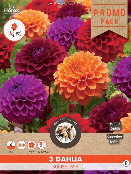 Dahlia Sunset Mix - Dahlia Ball Les Bulbes a Fleurs