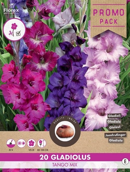 Gladiolen Tango Mix Les Bulbes a Fleurs