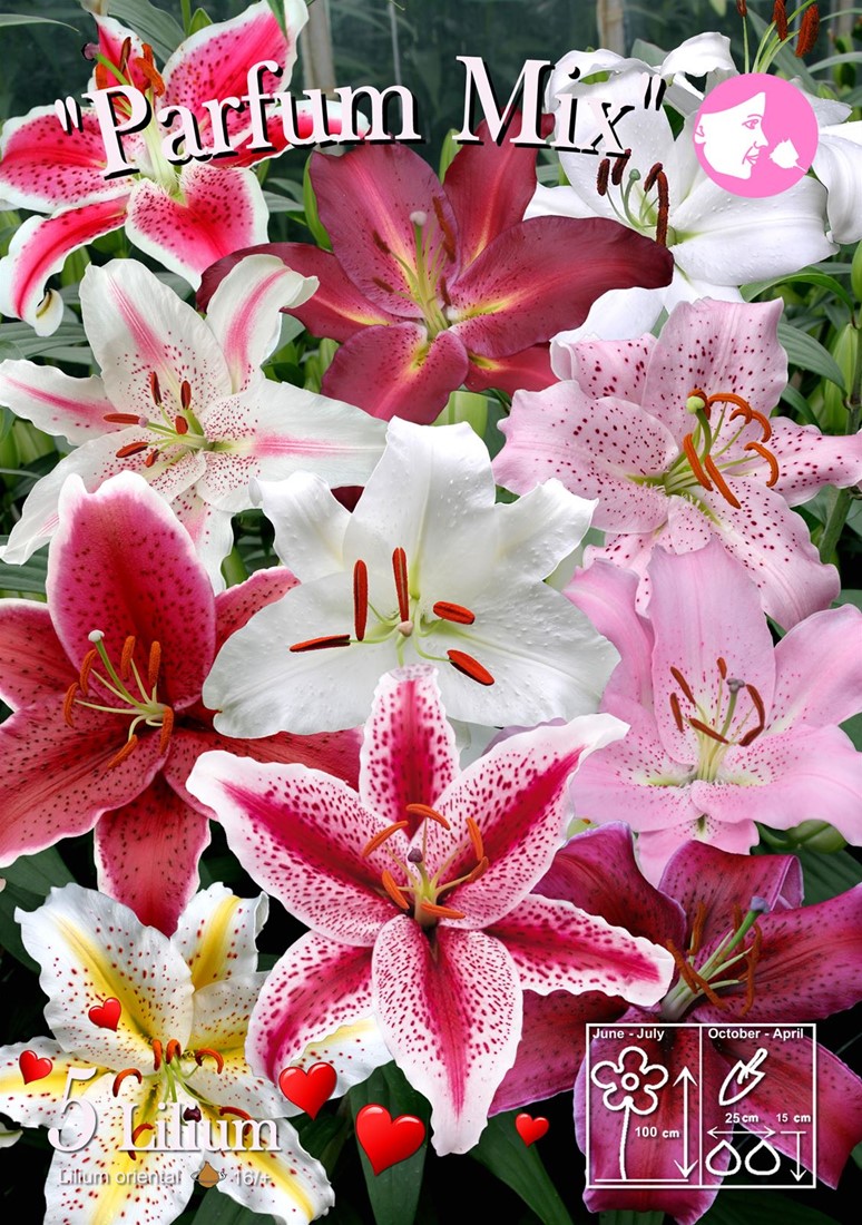 Lelie Parfum Mix - Lilium Les Bulbes a Fleurs