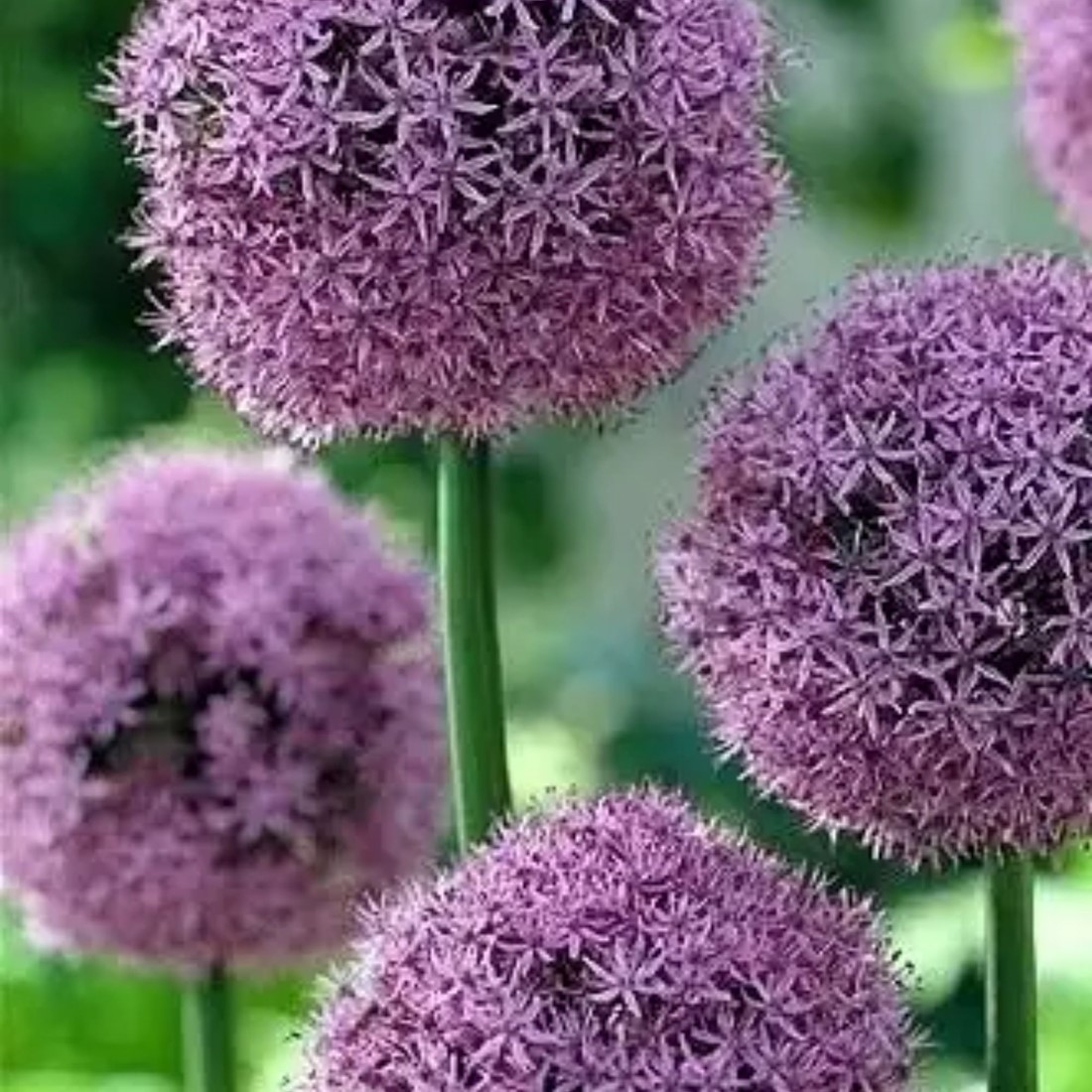 Alliums Gladiator - Sierui (Grootverpakking) Les Bulbes a Fleurs