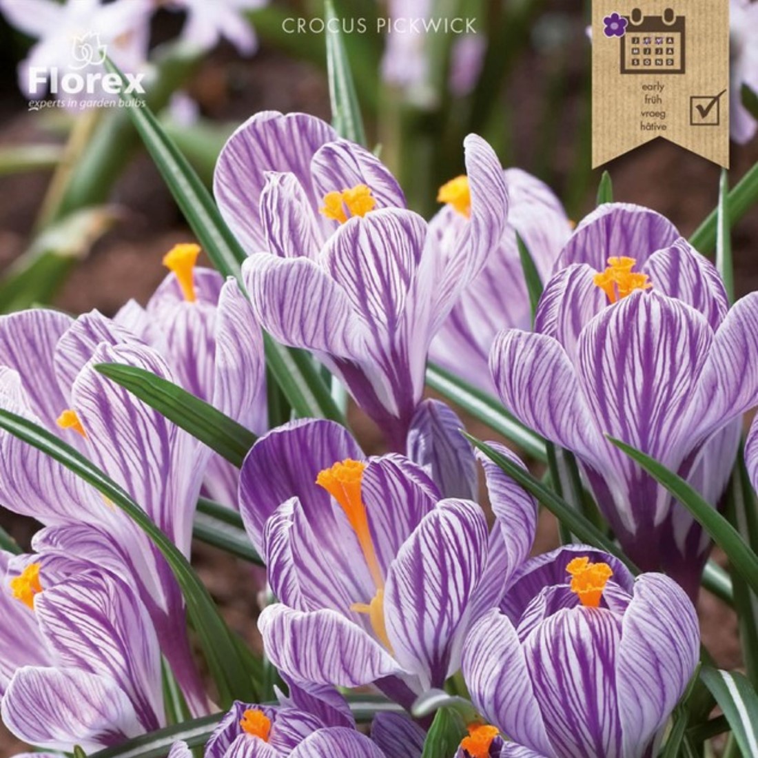 Krokus Pickwick - Crocus vernus Les Bulbes a Fleurs