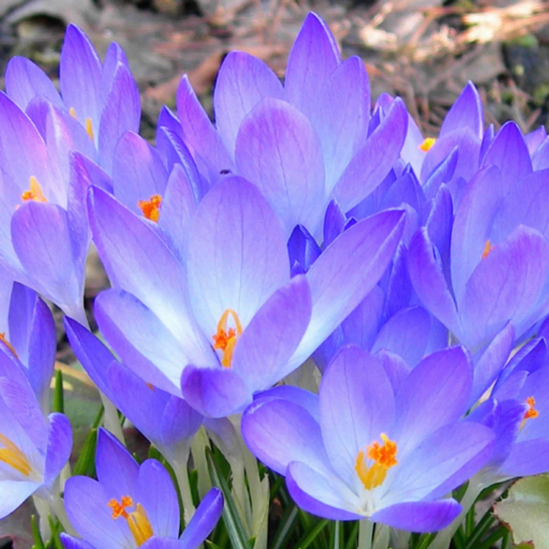 Krokus Ruby Giant - Crocus tommasinianus (Grootverpakking) Les Bulbes a ...