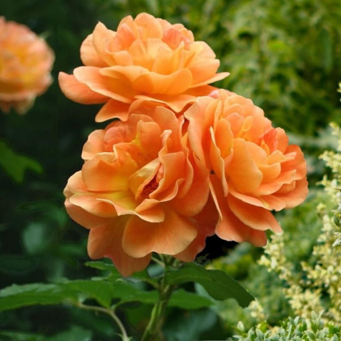 Roos Orange Climber - Klimroos Les Bulbes a Fleurs