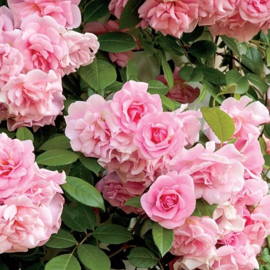 Roos Pink Climber - Klimroos Les Bulbes a Fleurs