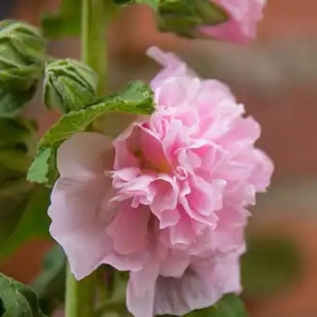 Stokroos Roze - Alcea Rosea Les Bulbes a Fleurs