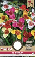 Freesia Tigridia (Tijgerbloem) Mix Les Bulbes a Fleurs