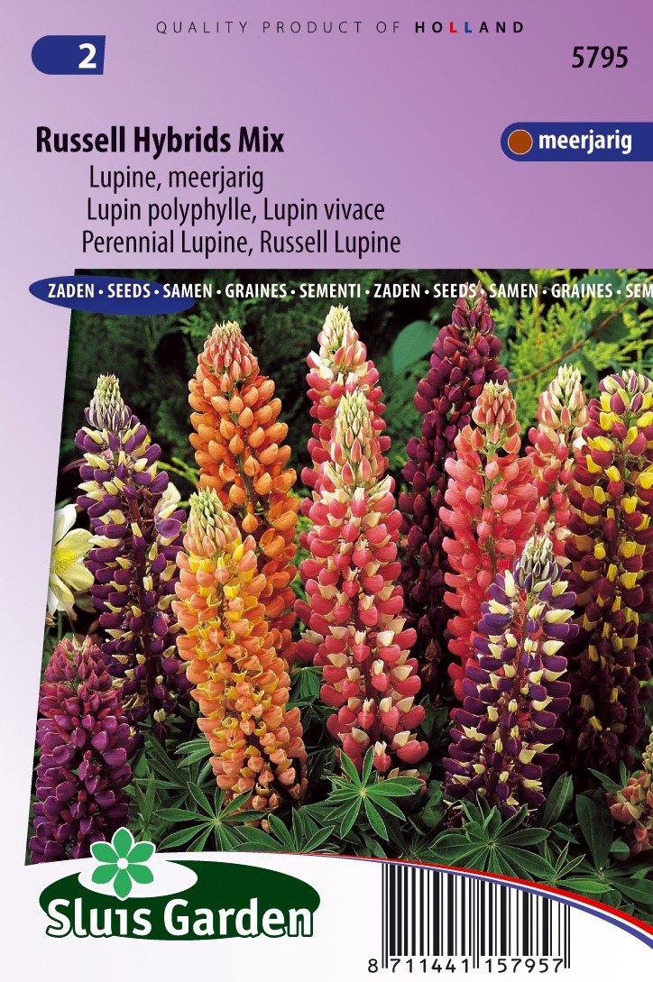 Lupinus Russell Hybrids Mix - Lupinus Les Bulbes a Fleurs