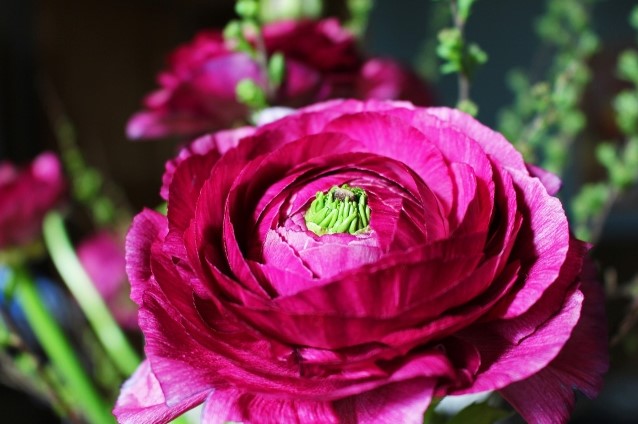 Ranonkel Paars Les Bulbes a Fleurs