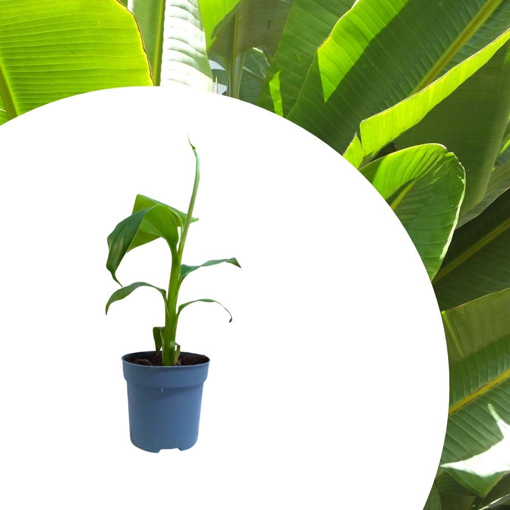 Musa Basjoo - Japanse Vezelbanaan Les Bulbes a Fleurs