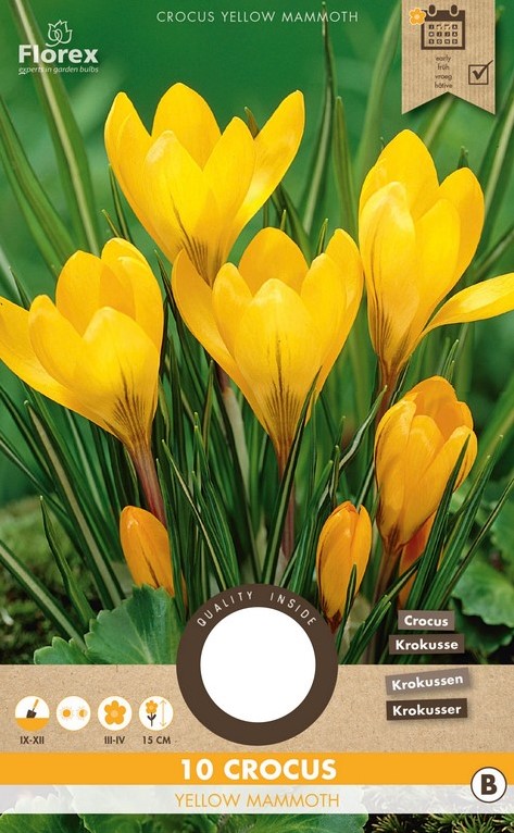 Crocus Yellow Mammoth acheter ? Livraison rapide et prix attractifs ...
