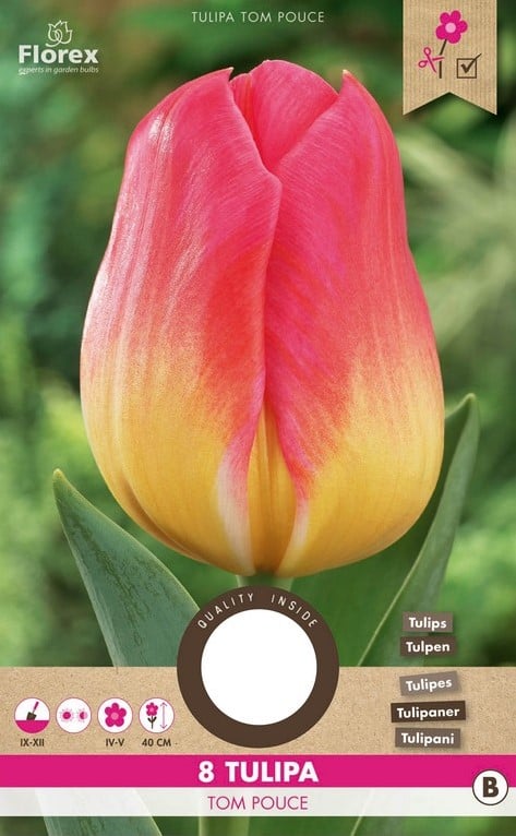Tulp Tom Pouce – Tulipa Les Bulbes a Fleurs