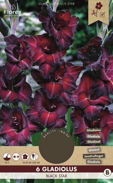 Gladiolus Black Star - Gladiolen Les Bulbes a Fleurs