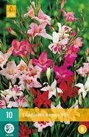Gladiolus nanus mix - Gladiolen mini Les Bulbes a Fleurs