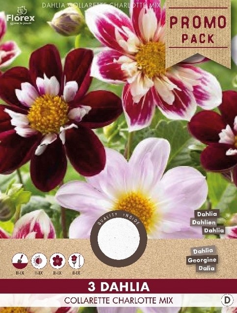 Dahlia Collarette Charlotte Mix Les Bulbes a Fleurs