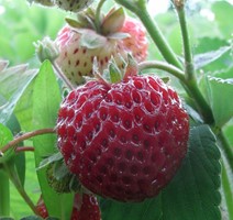 Aardbei Framberry - Fragaria Les Bulbes a Fleurs