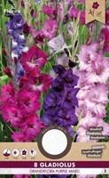 Gladiolus multiflora paars mix - Gladiolen Les Bulbes a Fleurs