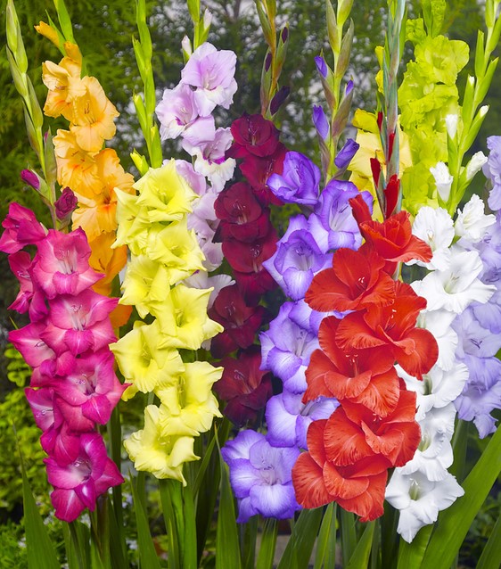 Gladiolen Mix (Grootverpakking) - Gladiolus Les Bulbes a Fleurs