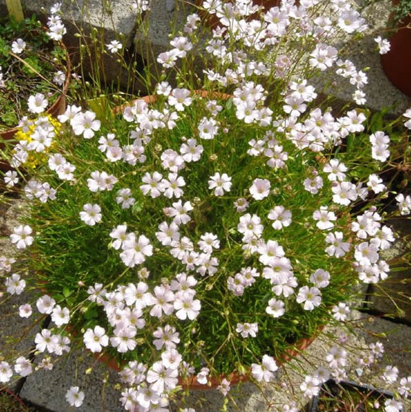 Gypsophila repens Alba - Kruipend gipskruid Les Bulbes a Fleurs