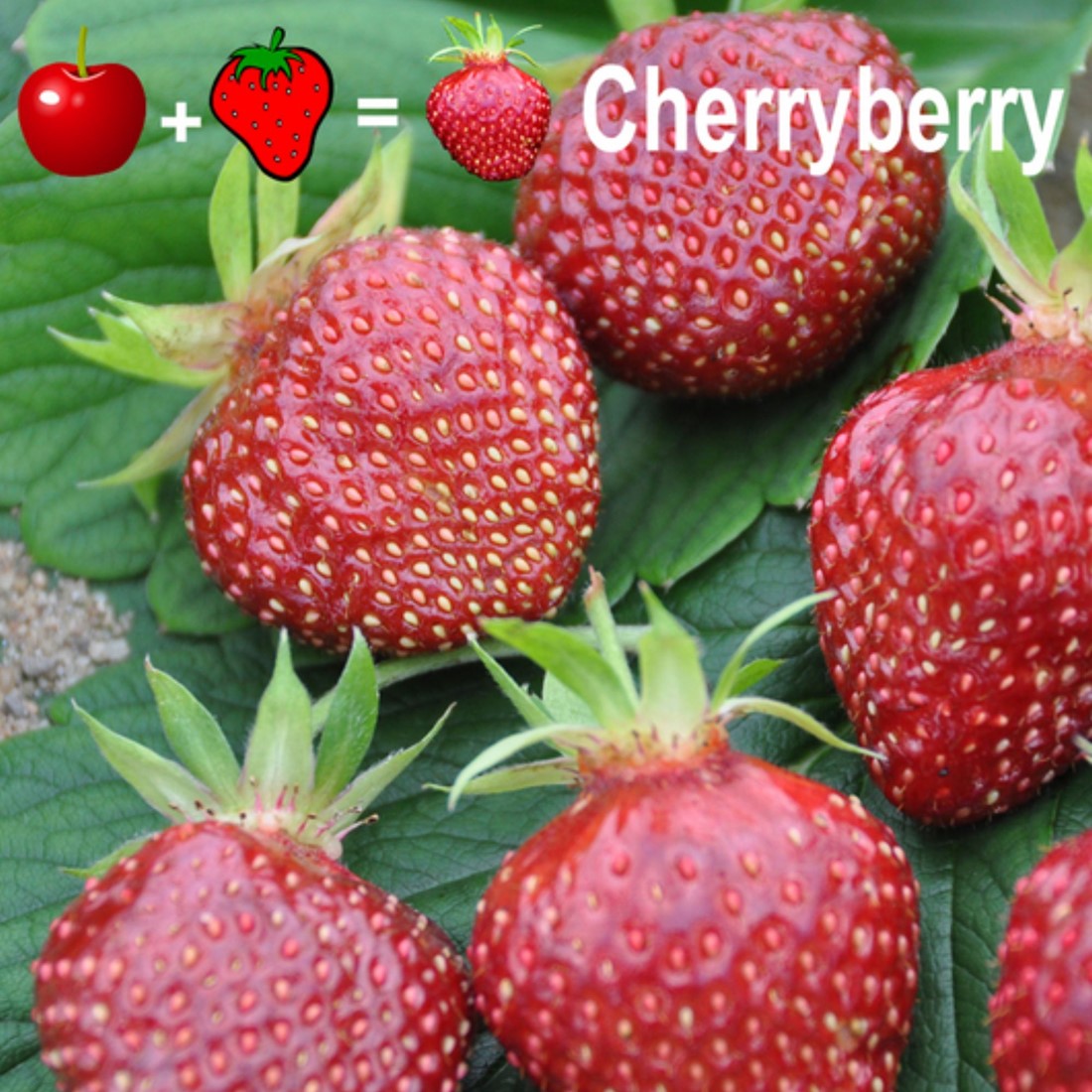 2x Aardbeien planten Cherryberry - Fragaria Les Bulbes a Fleurs