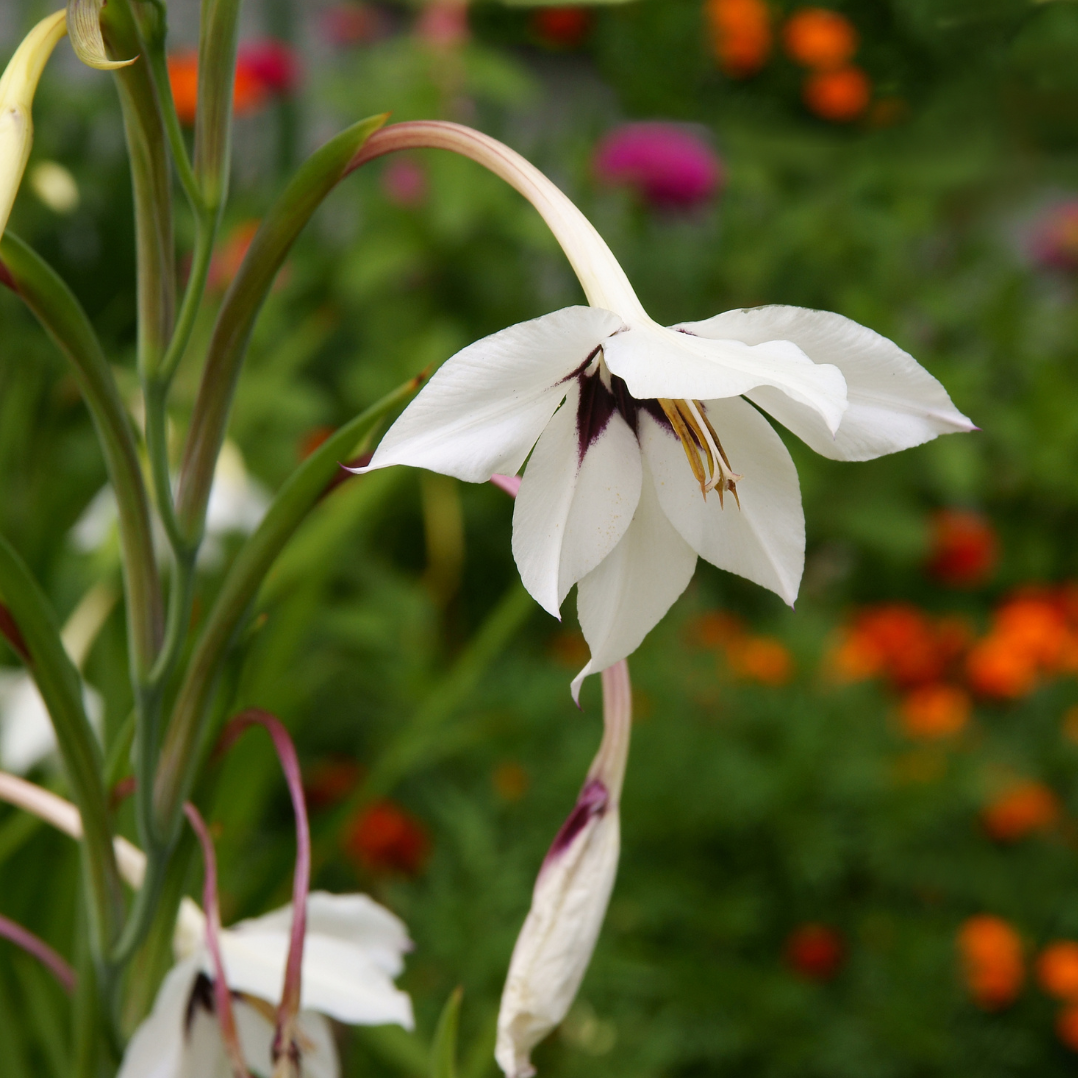 Abessijnse Gladiool (Acidanthera) Les Bulbes a Fleurs