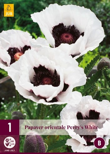 Papaver orientale Perry's White - Klaproos Les Bulbes a Fleurs