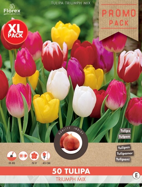 Tulpen Triumph Mix - Tulipa Les Bulbes a Fleurs