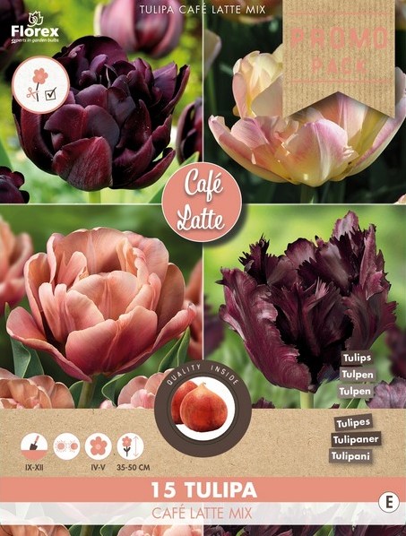 Tulipa Café Latte Mix - Tulpen Les Bulbes a Fleurs