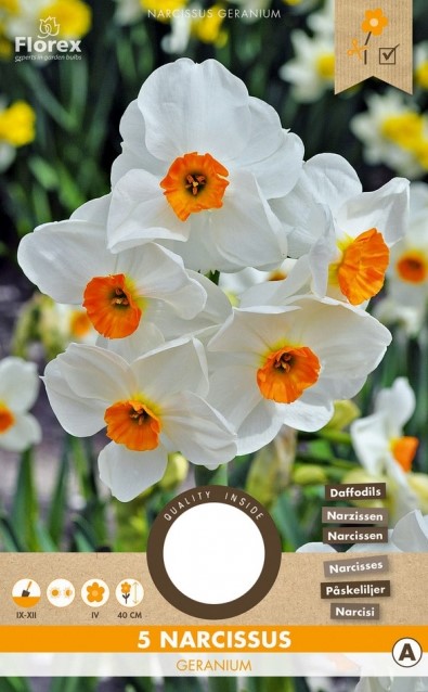 Narcis Geranium - Narcissus Les Bulbes a Fleurs