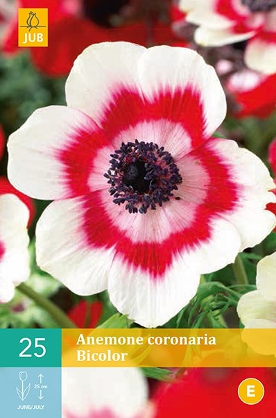 Anemoon Bicolor - Anemone coronaria Les Bulbes a Fleurs