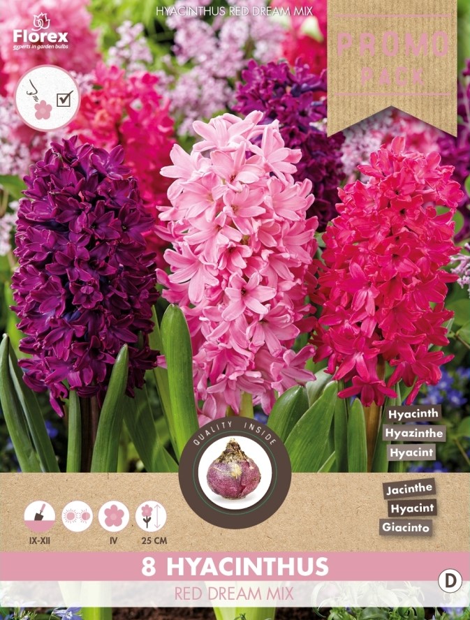 Jacinthe Red Dream Mix - Hyacinthus acheter ? Livraison rapide et prix ...