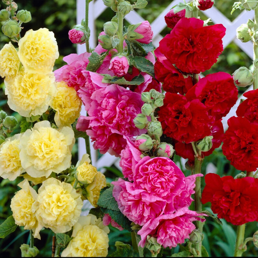 Stokroos Mix - Alcea rosea (Driepack) Les Bulbes a Fleurs