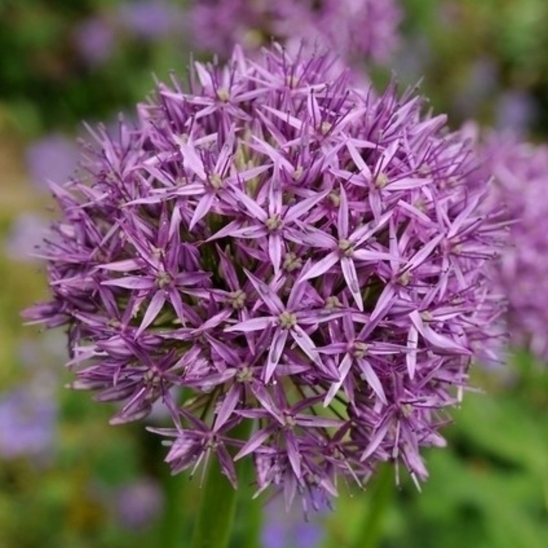 Alliums Aflatunense - Sierui (Grootverpakking XL) Les Bulbes a Fleurs