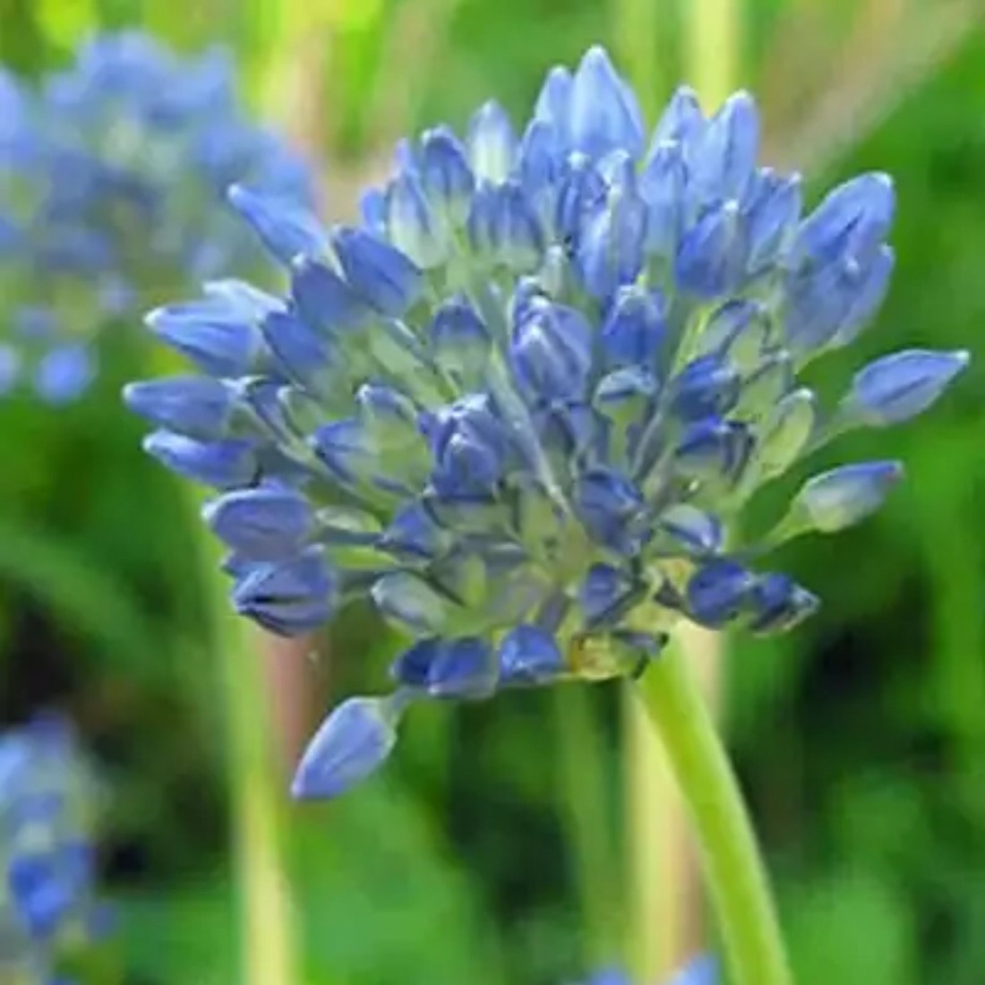 Allium Caeruleum - Sierui Les Bulbes a Fleurs