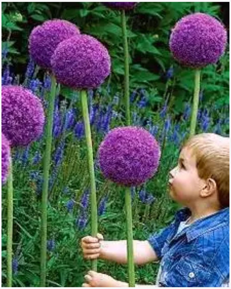 Allium Gladiator - Sierui Les Bulbes a Fleurs