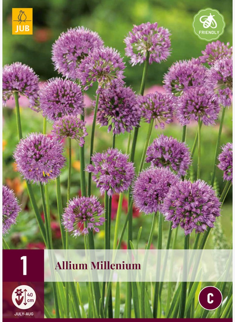 Allium Millenium - Sierui Les Bulbes a Fleurs