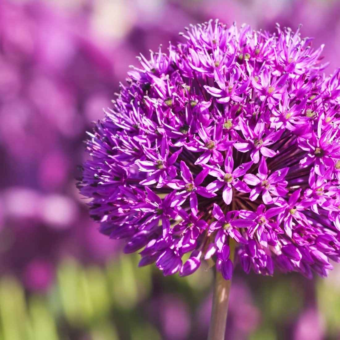 Allium Purple Sensation - Sierui Les Bulbes a Fleurs