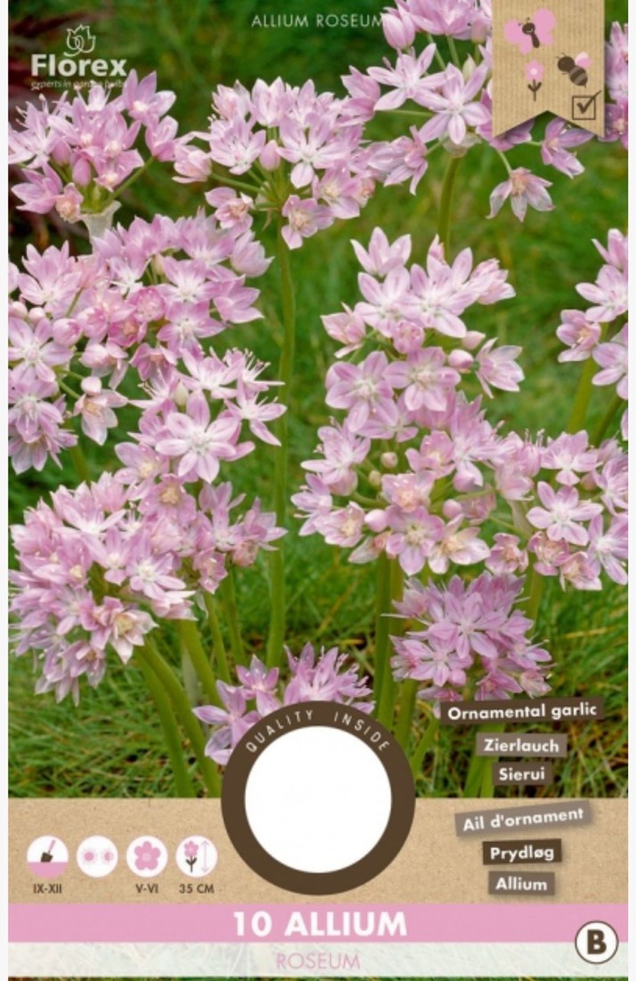 Allium roseum - Sierui Les Bulbes a Fleurs