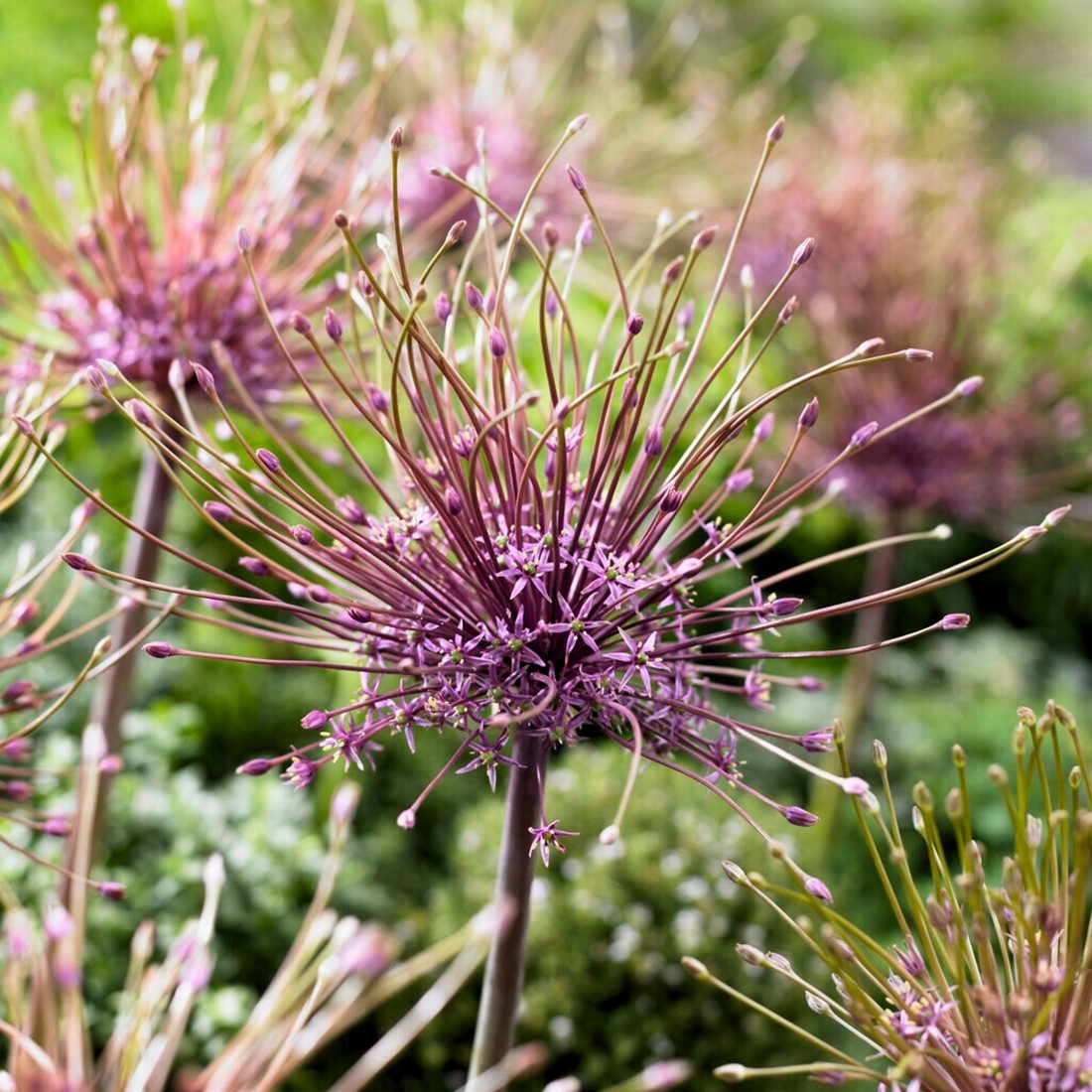 Allium Schubertii - Sierui Les Bulbes a Fleurs