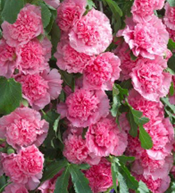Rose trémière Rose acheter ? Livraison rapide et prix attractifs chez ...