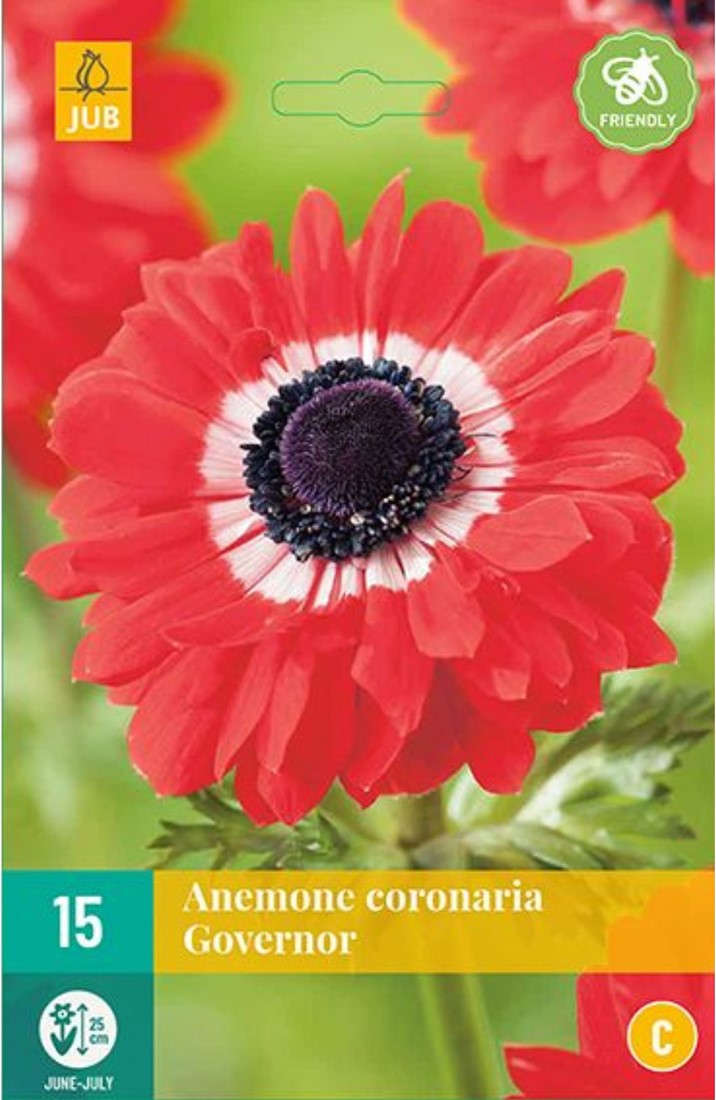 Anemoon The Governor - Anemone coronaria Les Bulbes a Fleurs